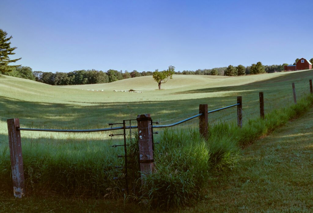 Sheep Farm - Kirk P. Conrad